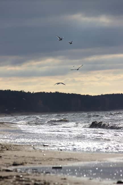 From Riga: Vidzeme Coast Half-Day Trip with Lunch - Who Will Love This Tour?
