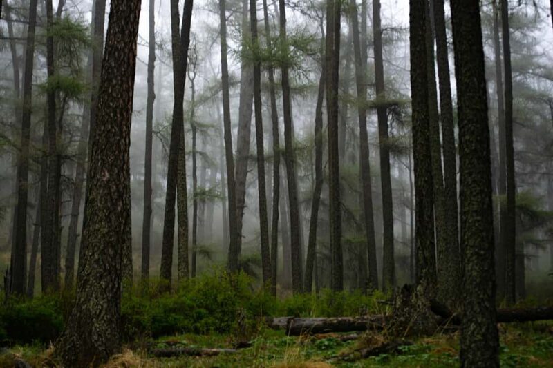 From Rishikesh: Day trek to Shivas Abode in Mystic Himalaya - A Scenic and Spiritual Day Out in the Himalayas