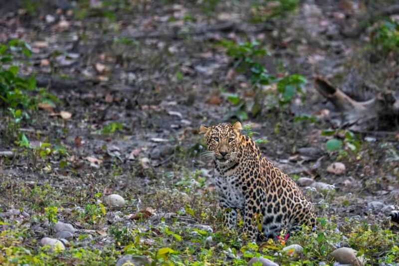 From Rishikesh: Rajaji National Park Half-Day Tour - Key Points