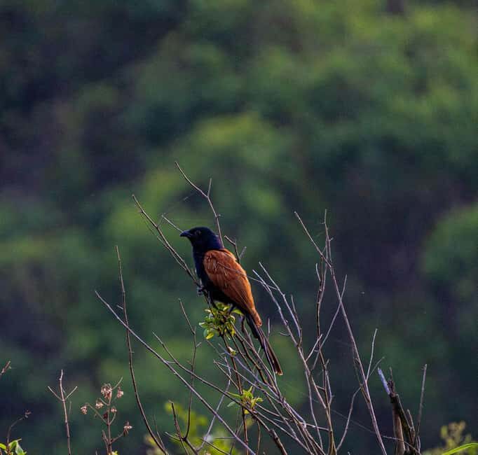 From Rishikesh: Rajaji National Park Half-Day Tour - Final Thoughts