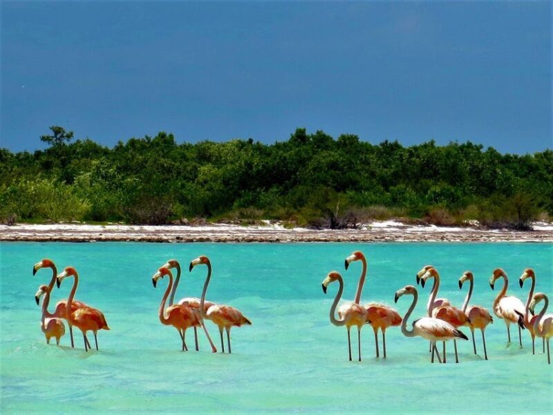 From Riviera Maya: Holbox Full-Day Tour with Lunch - FAQs