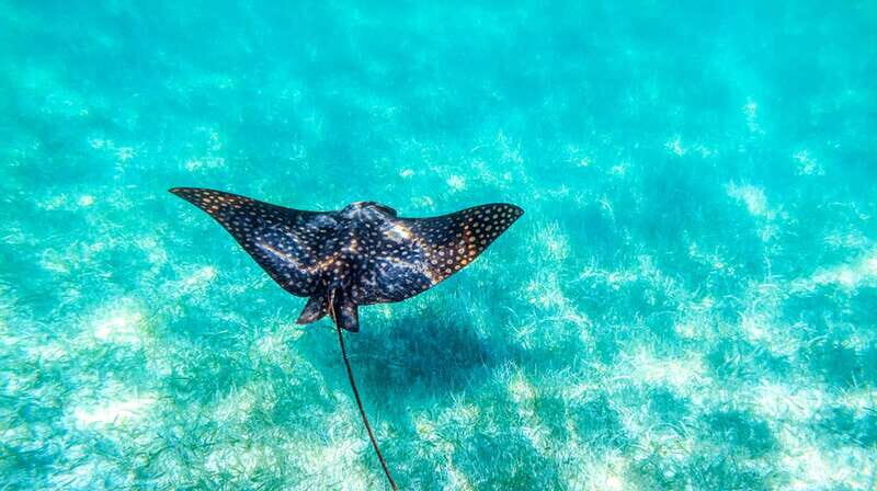 From Riviera Maya: Sian Ka'an Half Day Tour w/ Lunch - Cenote or additional wildlife viewing