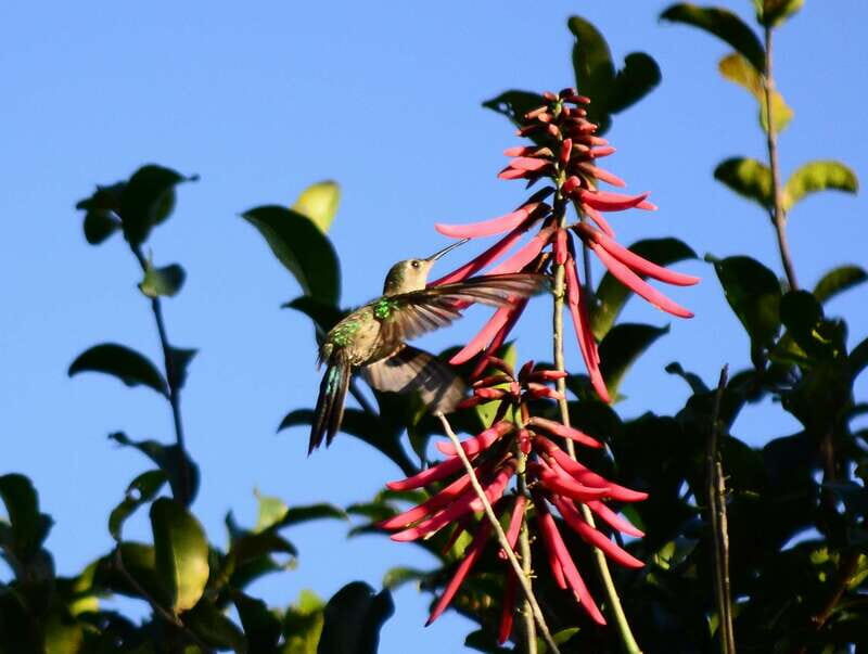 From Riviera Maya : Sian Ka'an Muyil Birdwatching with Guide - Who Will Love This Tour?