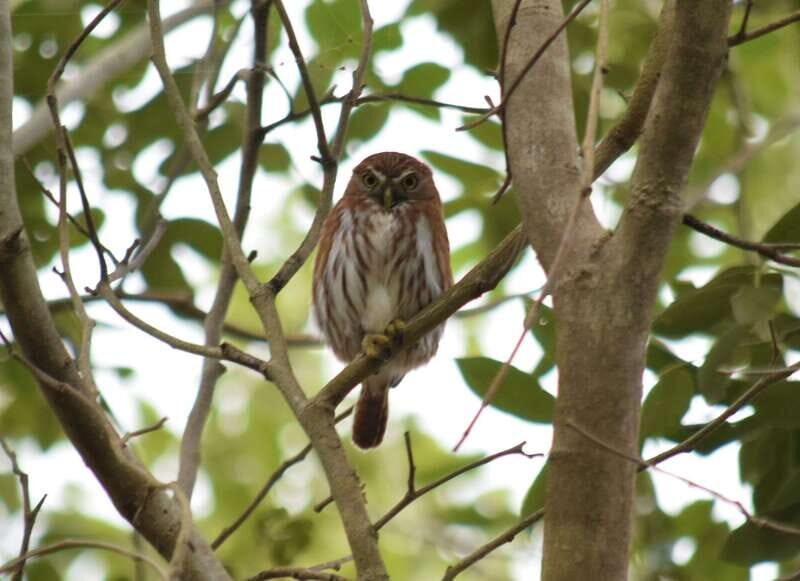 From Riviera Maya : Sian Ka'an Muyil Birdwatching with Guide - Why This Tour Offers Excellent Value