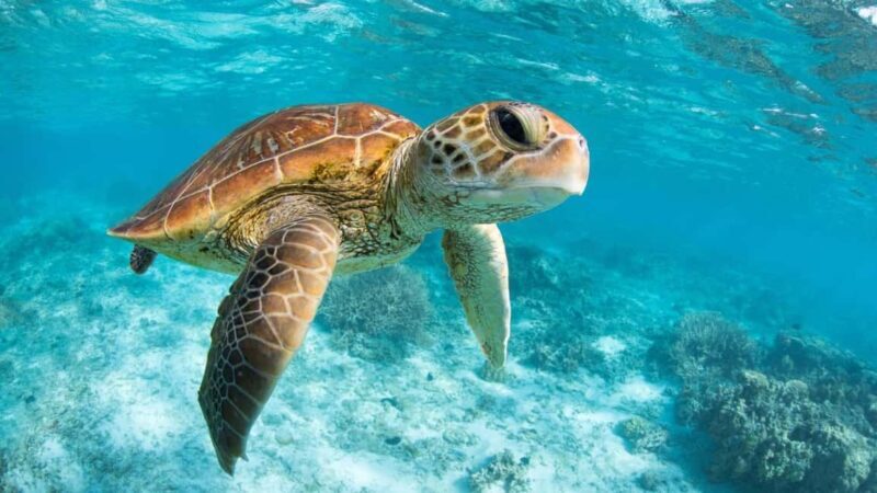 From Riviera Maya: Tulum, Cenote, & Akumal Turtle Swim Trip - What You Can Expect from the Tour