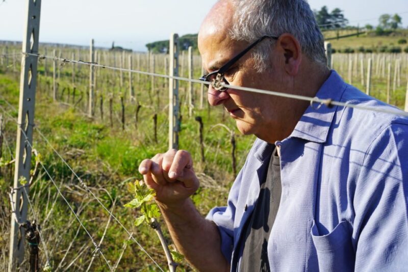 From Rome: Frascati Wine Region Tour with Wine Tasting - Transportation and Logistics