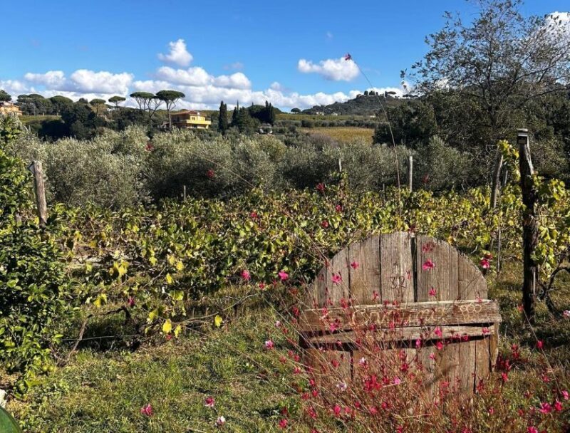 From Rome: Half-Day Frascati Wine Tour with Farmhouse Lunch - Discovering Frascati: A Town That Tells a Story