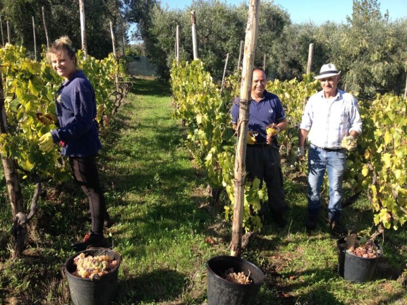 From Rome: Half-Day Frascati Wine Tour with Farmhouse Lunch - The Family-Run Winery: A Glimpse into Italian Traditions