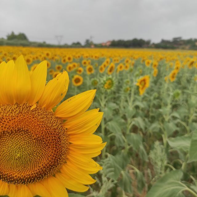 From Rome: Private Day-Tour of Tuscany - Authentic Experiences & Reviews