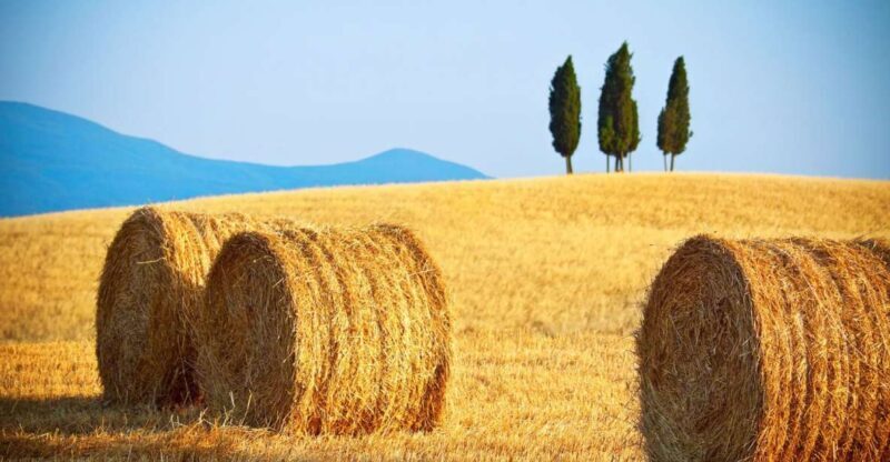 From Rome: Private Tuscany Day Trip - Who Will Love This Tour?