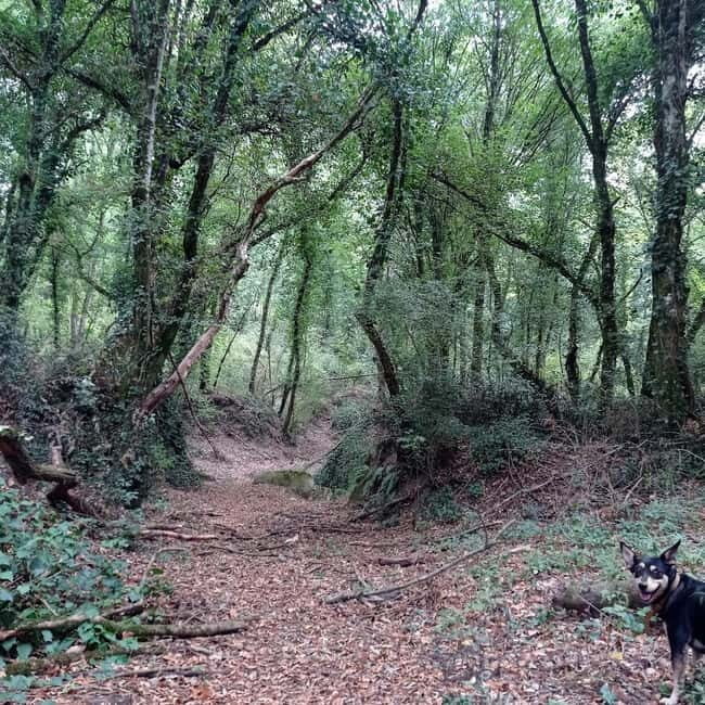 From Rome: Trekking to Cesano's Woods with Lunch - The Itinerary: What to Expect from Start to Finish