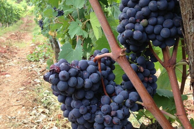 From Rome: Tuscany Wine Tour, San Gimignano & Florence - Key Points