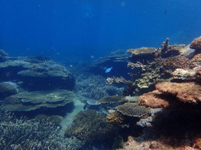 From Rosslyn: Great Keppel Island Adventure Tour with Lunch - What’s Included and What’s Not