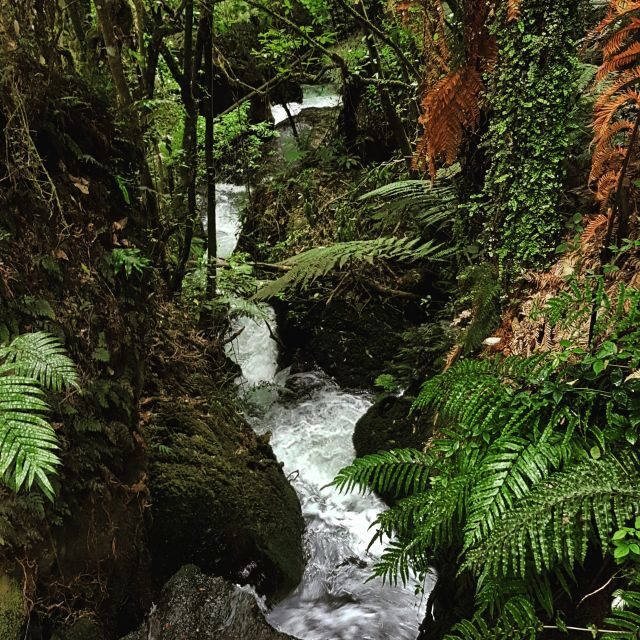 From Rotorua: Wai-O-Tapu, Waimangu and Te Puia Full-Day Tour - Lunch Break