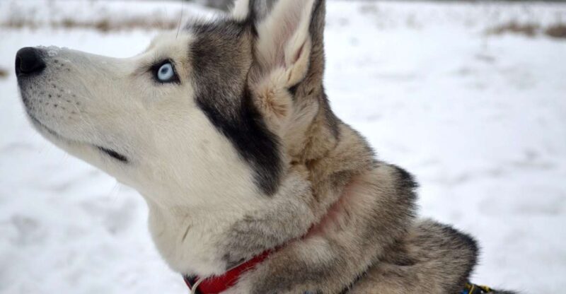 From Rovaniemi: 5km Husky Sleigh Ride - A Close Look at the Husky Sledge Experience
