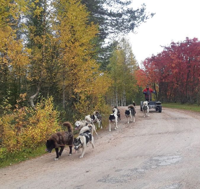 From Rovaniemi: Autumn Husky Safari Adventure - A Detailed Look at the Rovaniemi Autumn Husky Safari Adventure