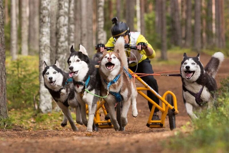 From Rovaniemi: Autumn Husky Safari Adventure - Authenticity and Value for Money