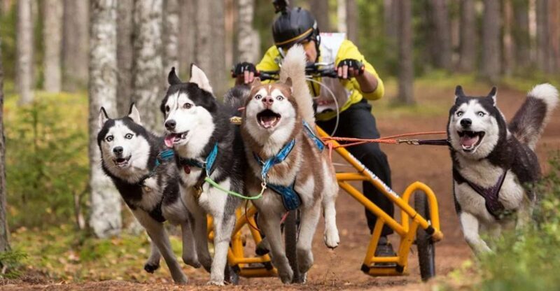 From Rovaniemi: Autumn Husky Safari Adventure - Who Should Consider This Tour?