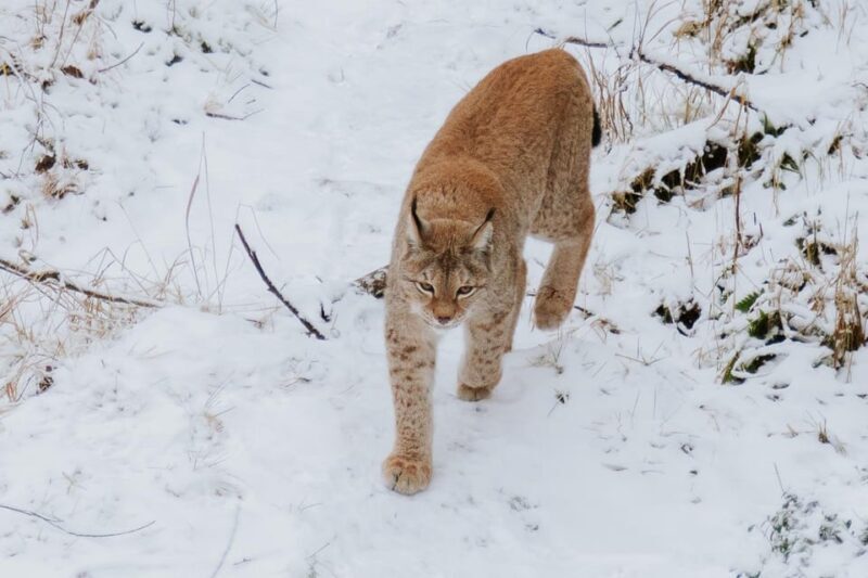 From Rovaniemi: Family Friendly Visit to Ranua Wildlife Park - Why This Tour Stands Out