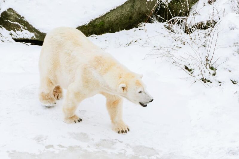 From Rovaniemi: Family Friendly Visit to Ranua Wildlife Park - The Itinerary: What to Expect
