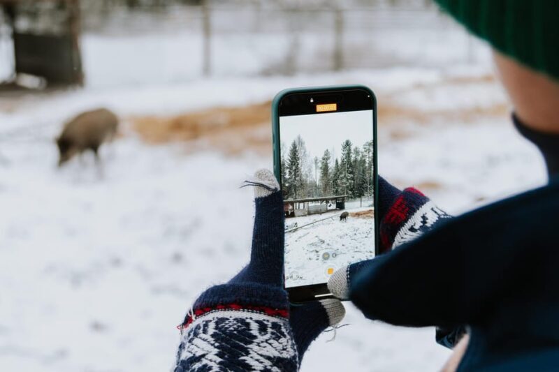 From Rovaniemi: Family Friendly Visit to Ranua Wildlife Park - What’s Worth Considering