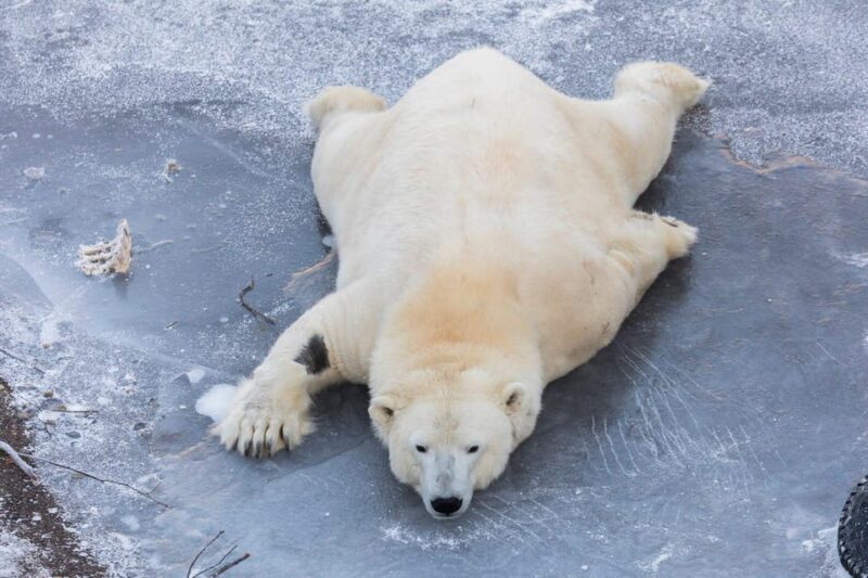 From Rovaniemi: Family Friendly Visit to Ranua Wildlife Park - Wrapping It Up