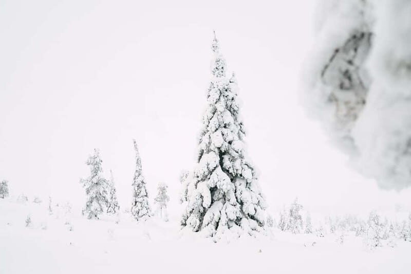 From Rovaniemi: Frozen Wonderland Riisitunturi Winter Hike - Analyzing the Cost and Value
