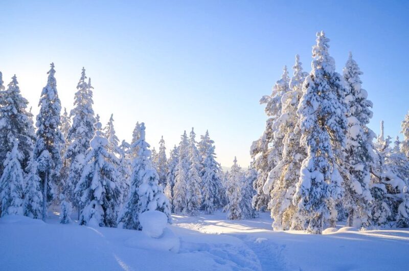 From Rovaniemi: Guided Lapland Snowmobile Adventure - Safety and Practicalities