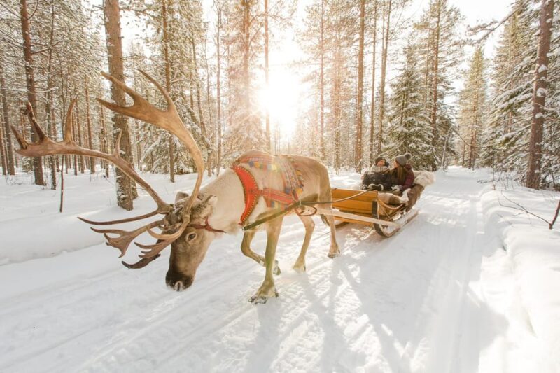 From Rovaniemi: Husky and Reindeer farm with sled ride - An In-Depth Look at the Rovaniemi Husky and Reindeer Farm Tour