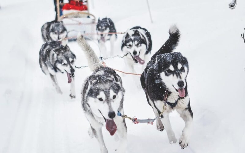 From Rovaniemi: Husky and Reindeer farm with sled ride - Who Will Enjoy This Tour?