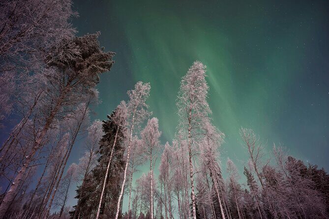 From Rovaniemi: Northern Lights Tour with Campfire Snacks - Key Points