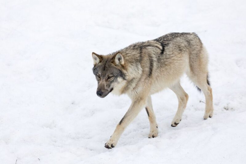 From Rovaniemi: Ranua Wildlife Park Experience - Key Points