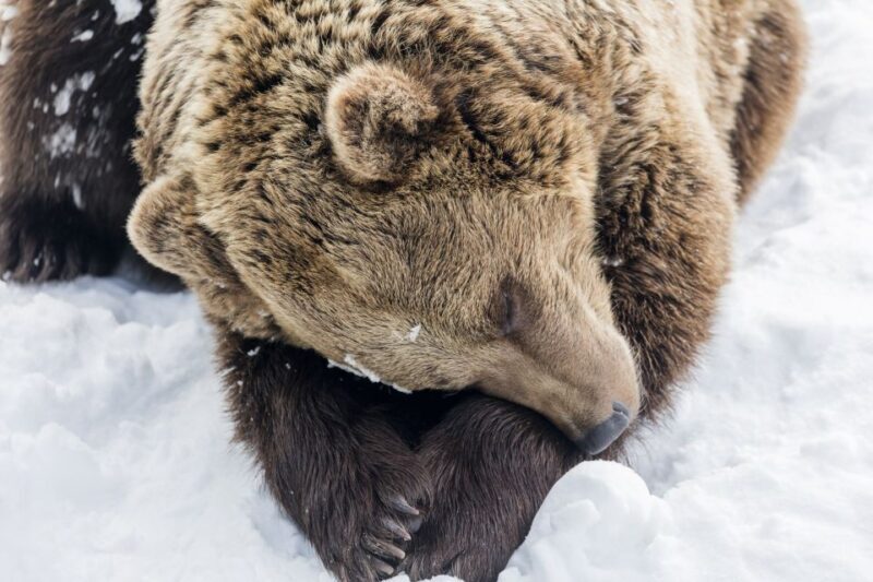 From Rovaniemi: Ranua Wildlife Park Experience - In-Depth Review: A Closer Look at the Ranua Wildlife Park Experience