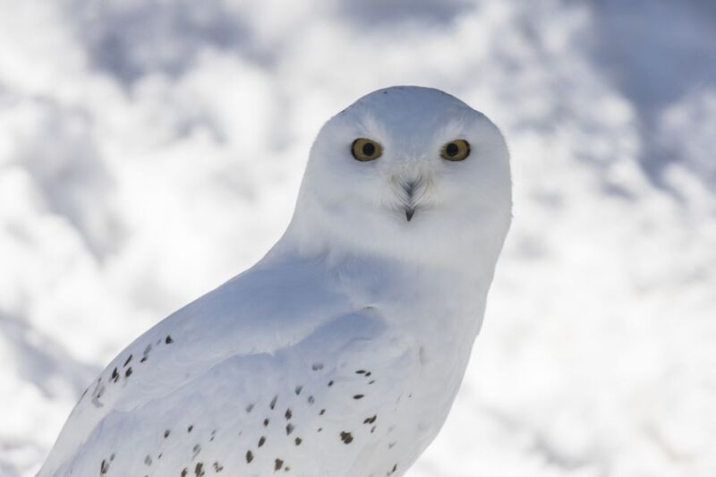 From Rovaniemi: Ranua Wildlife Park Experience - FAQs