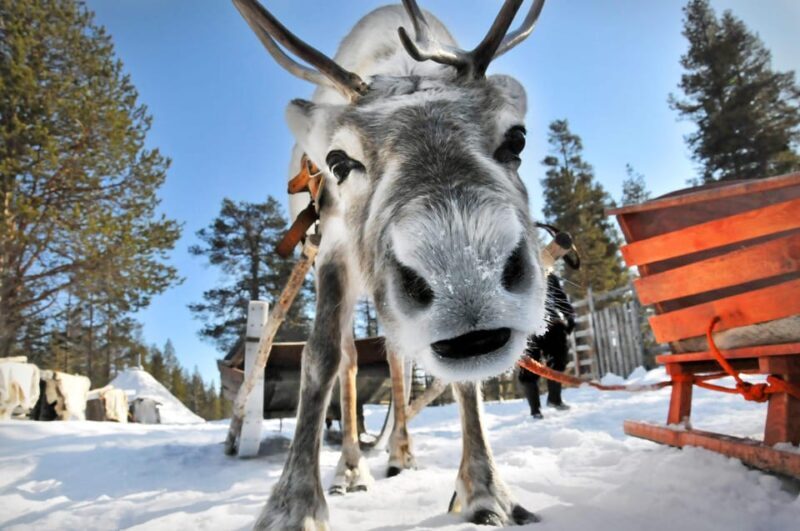 From Rovaniemi: Reindeer Farm Visit with Sleigh Ride - Key Points
