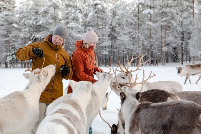 From Rovaniemi: Reindeer Farm Visit with Sleigh Ride - Reviews and Authentic Feedback