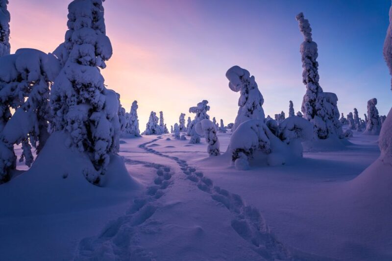 From Rovaniemi: Riisitunturi Full-Day Wilderness Adventure - Practicalities: The Logistics and Value