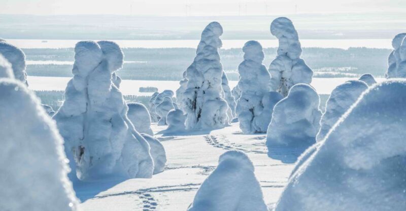 From Rovaniemi: Riisitunturi Full-Day Wilderness Adventure - Why Travelers Rave About It