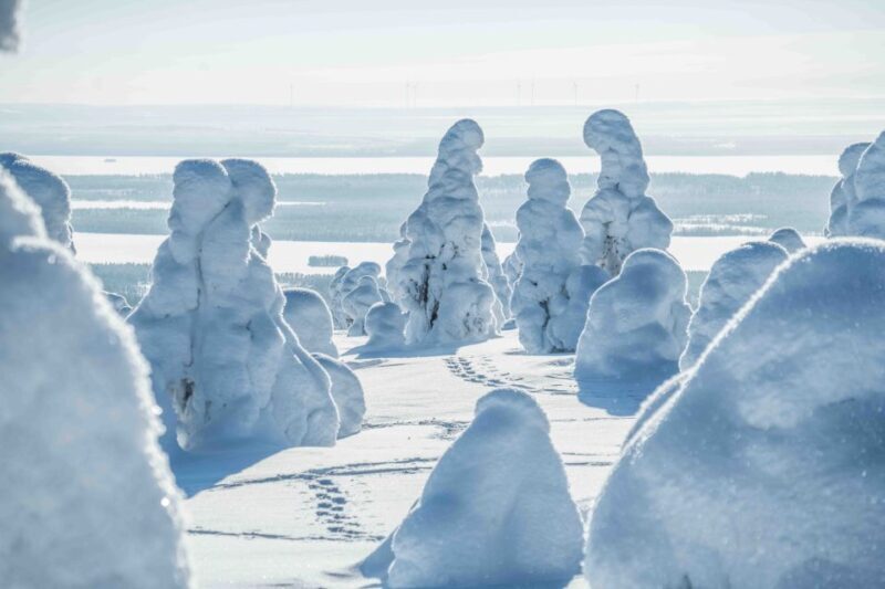 From Rovaniemi: Riisitunturi Full-Day Wilderness Adventure - The Sum Up