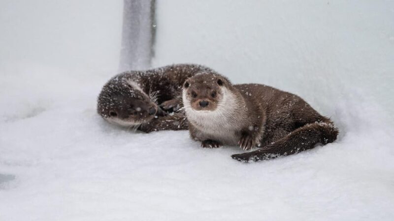 From Rovaniemi: Tour to Ranua Wildlife Park - Introduction