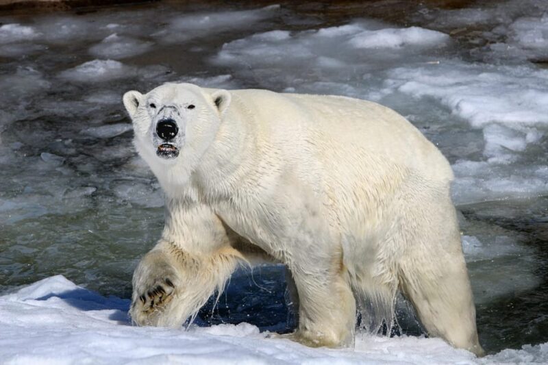 From Rovaniemi: Tour to Ranua Wildlife Park - What Makes This Tour Stand Out?