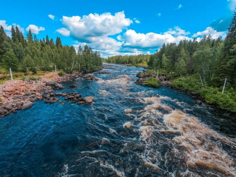 From Rovaniemi: Vikaköngäs Forest Hiking Tour - An Introduction to the Vikaköngäs Forest Hiking Tour