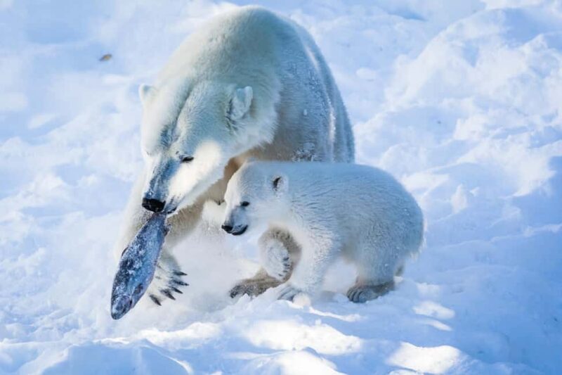 From Rovaniemi: Visit Wildlife Park in Ranua - Key Points