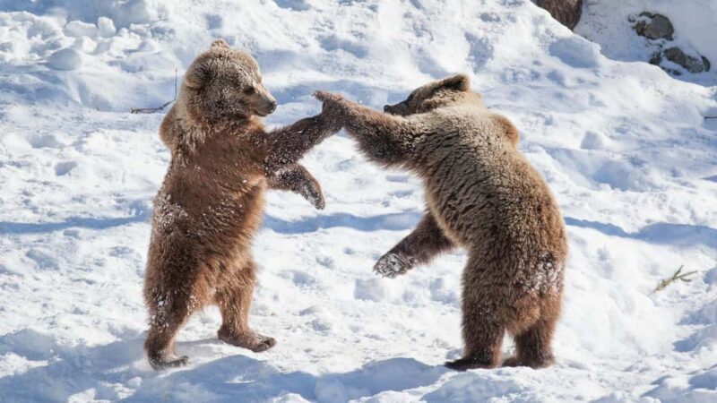 From Rovaniemi: Visit Wildlife Park in Ranua - Who Would Love This Tour?