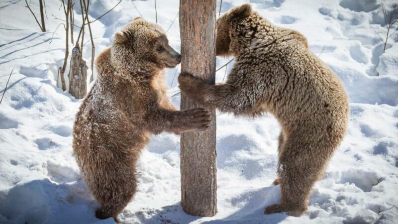 From Rovaniemi: Visit Wildlife Park in Ranua - The Sum Up