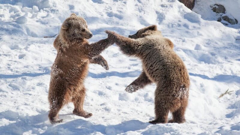 From Rovaniemi: Visit Wildlife Park in Ranua - Key Points