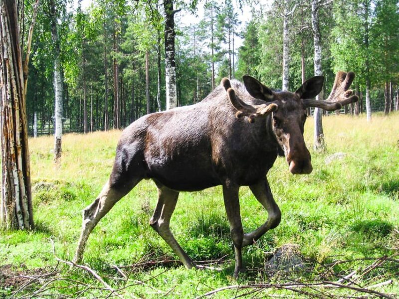 From Rovaniemi: Visit Wildlife Park in Ranua - The Itinerary: What to Expect
