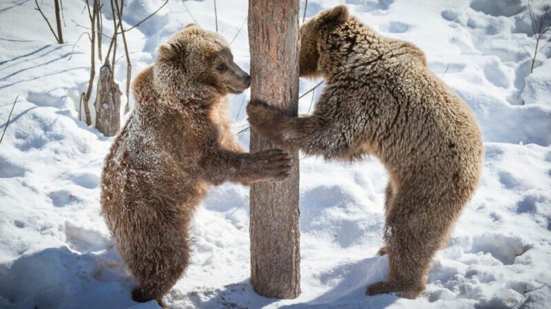 From Rovaniemi: Visit Wildlife Park in Ranua - The Experience: What Travelers Are Saying