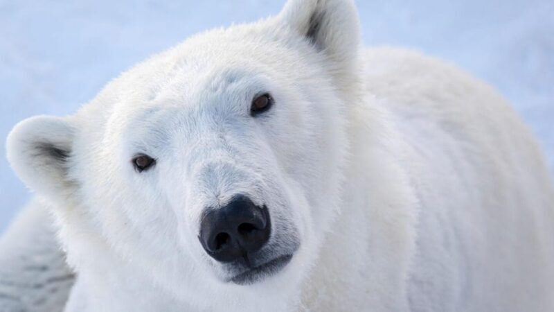 From Rovaniemi: Visit Wildlife Park in Ranua - Practical Tips for Your Visit