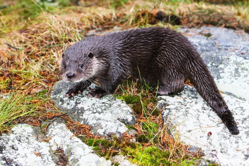 From Rovaniemi: Visit Wildlife Park in Ranua - FAQ